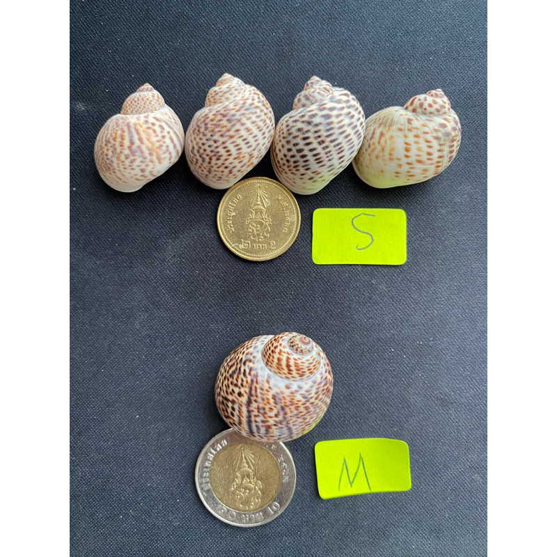 Beautiful sea snail shells | Shopee Malaysia