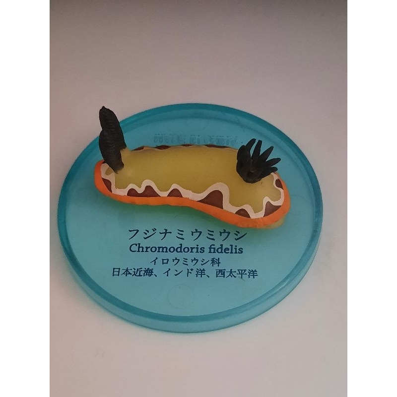 RARE 2009 Yujin Chromodoris Fiidelis Nu Branch Sea Slug Figure | Shopee ...