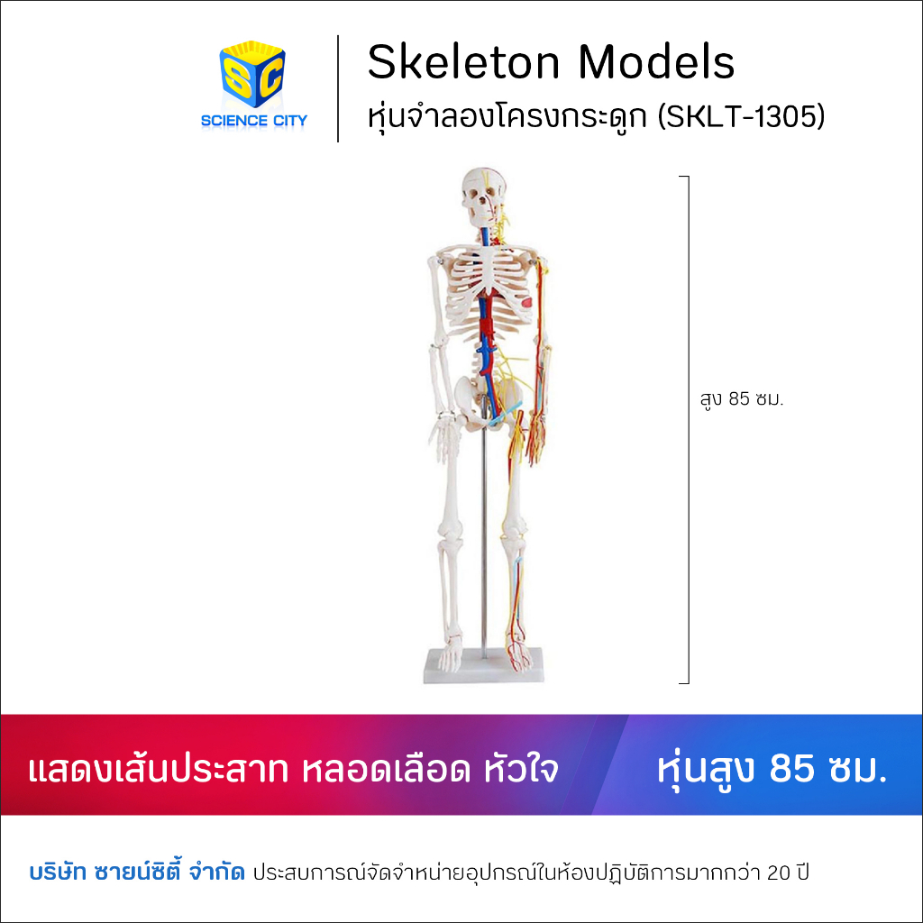 Human & Nerve Skeleton Model 85cm Mannequin (Skeleton Model) | Shopee ...