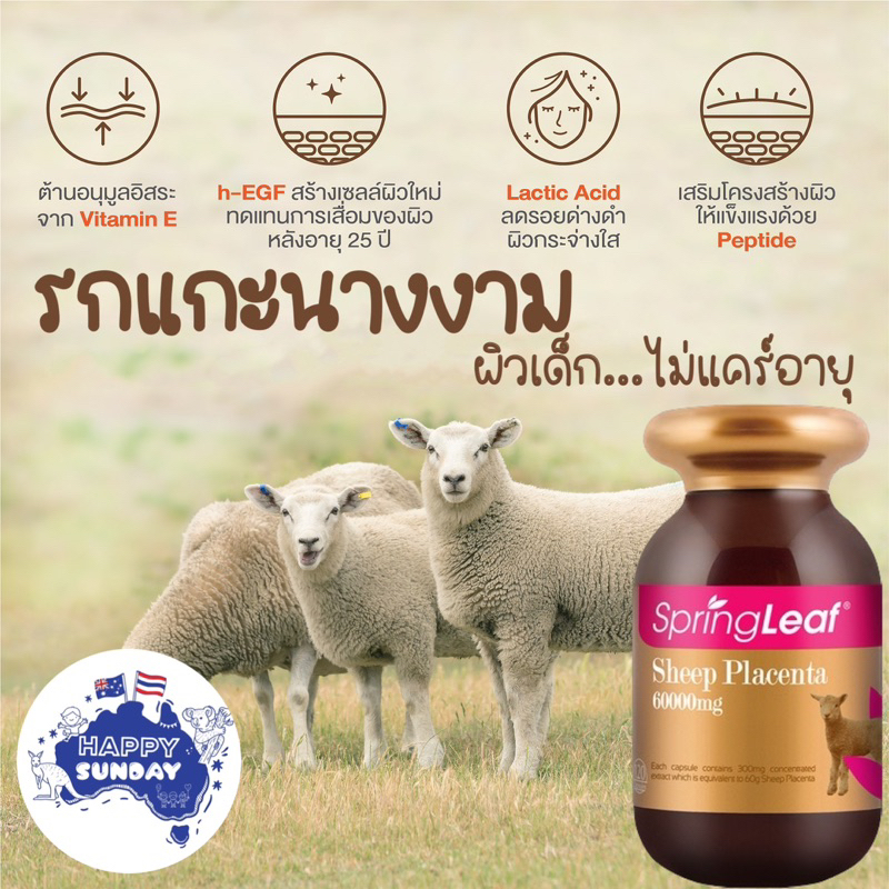 Springleaf Sheep Placenta 60000 mg 120 capsules Australian Queen's ...