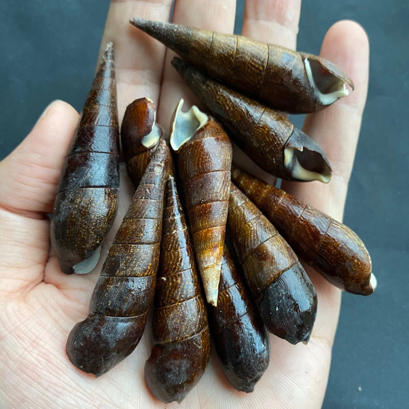 Black long Tailed conch shell tail cone 4-6cm 50g | Shopee Malaysia