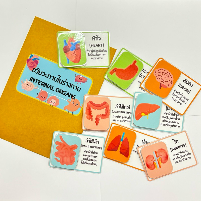 Body Organ (With Envelope) | Shopee Malaysia