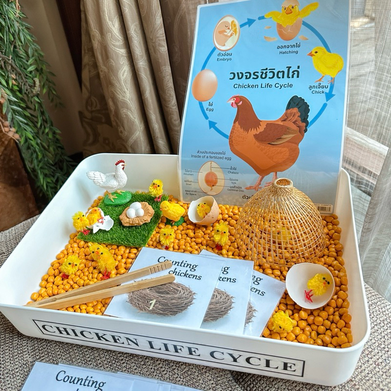 Chicken Sensory Play Activity Box Learn About The Life Cycle (Training ...