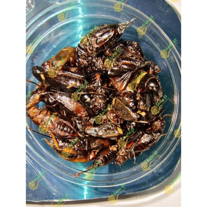 Dried Crickets Scallions Chrysalis Ready To Eat 20 Grams No Any ...