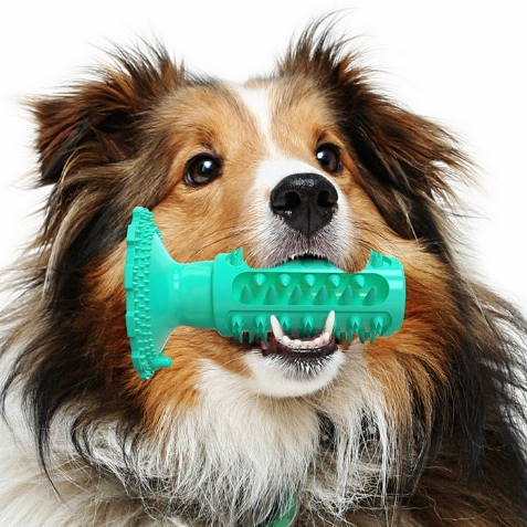 Dental Polishing Toys Various Types Of From Bangkok. | Shopee Malaysia