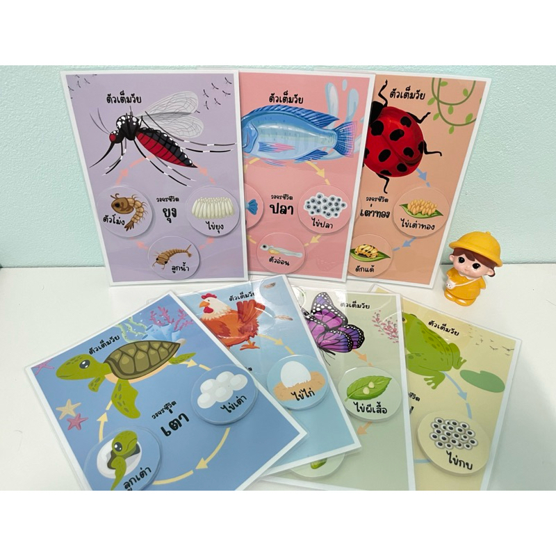 Animal Life Cycle Science Teaching Aids Fish Mosquito Butterfly Frog ...