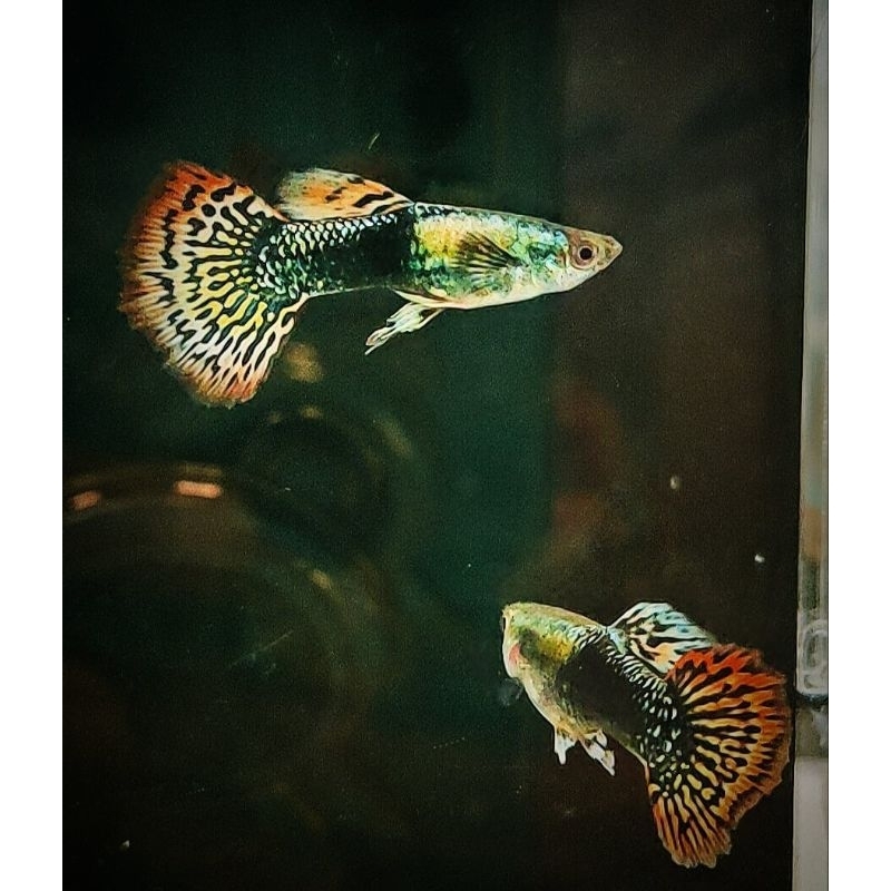 Cobba Code 2 M 2 Beautiful Colors Plus Fish Food Accelerated Formula ...