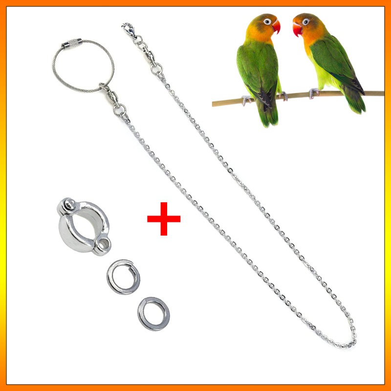 Bird Leg Ring With Chain Set Of 2 Parrot Forpus Swan Lovebird Sunconure ...