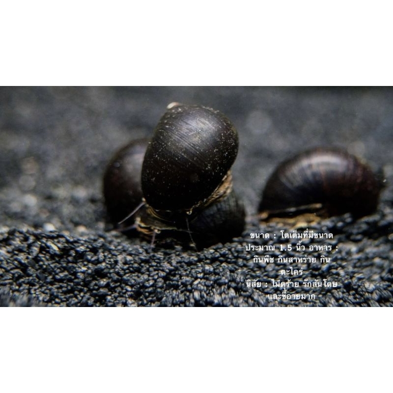 Seashell Clean Shell Military Helmet Snails/Black | Shopee Malaysia