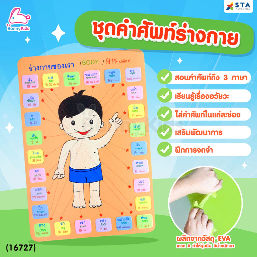 ASTA (ASTA) Body Vocabulary Set English Chinese Thai Language 26 Words ...