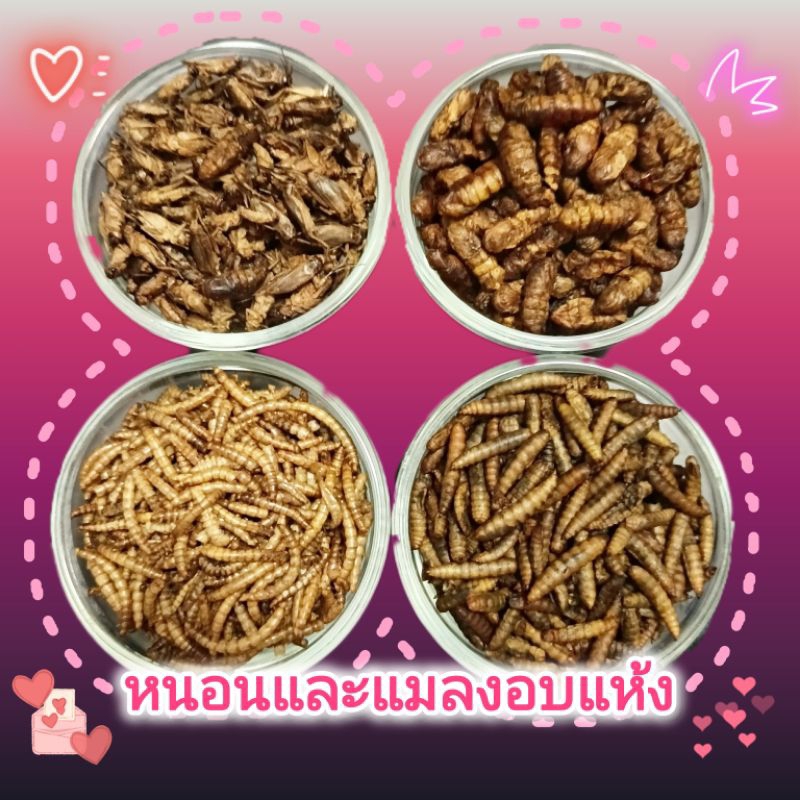 Dried Worms And Insects (Packaged For Sale) | Shopee Malaysia