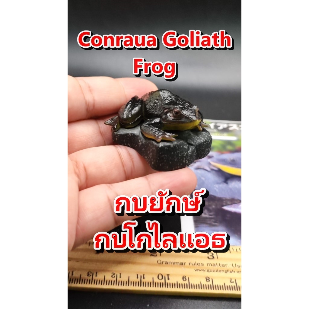 Giant frog goliath Figure Miniature Animals Furuta Kaiyodo Conraua ...