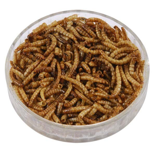 Dehydrated Bird Worms 100g For Hedgehog Sugar Rider Squeezing Dragon ...