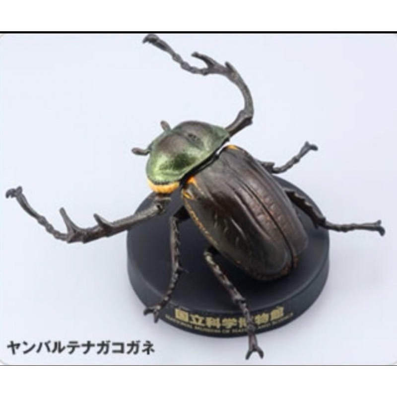 Insect Model Rare [Kaiyodo] National Museum of Nature and Science ...