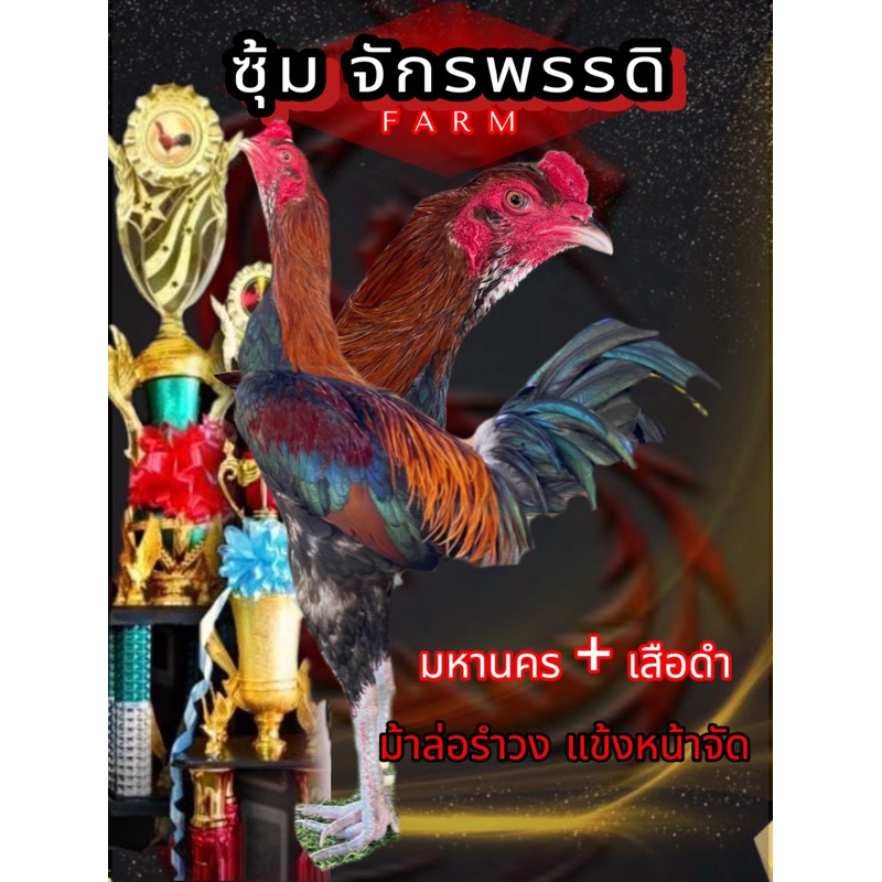 Burmese Fighting Eggs Mahanakhon + Black Tiger A Horse That Dances To ...