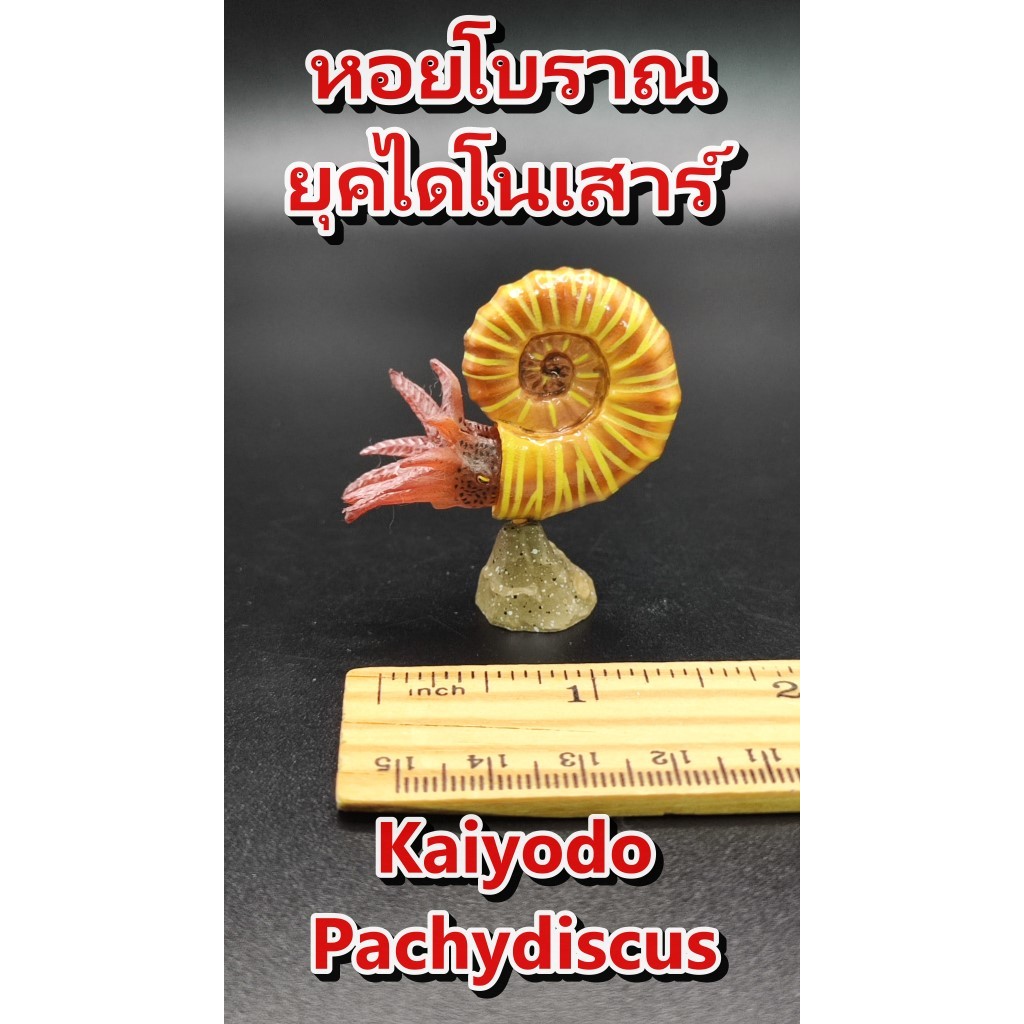 Ancient Clams Dinosaur Era Kaiyodo UHA Dinotales Series 1 Pachydiscus ...
