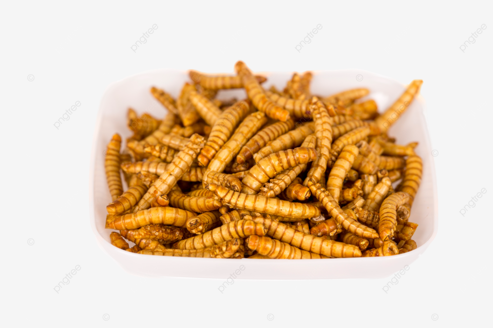 PET HENG Dehydrated Worm 50g For Rodents (Golden Worm) Protein ...