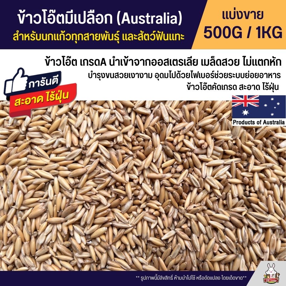 Oat With Shell Australia Grade A Ots Parrot Food And Rodents Clean ...