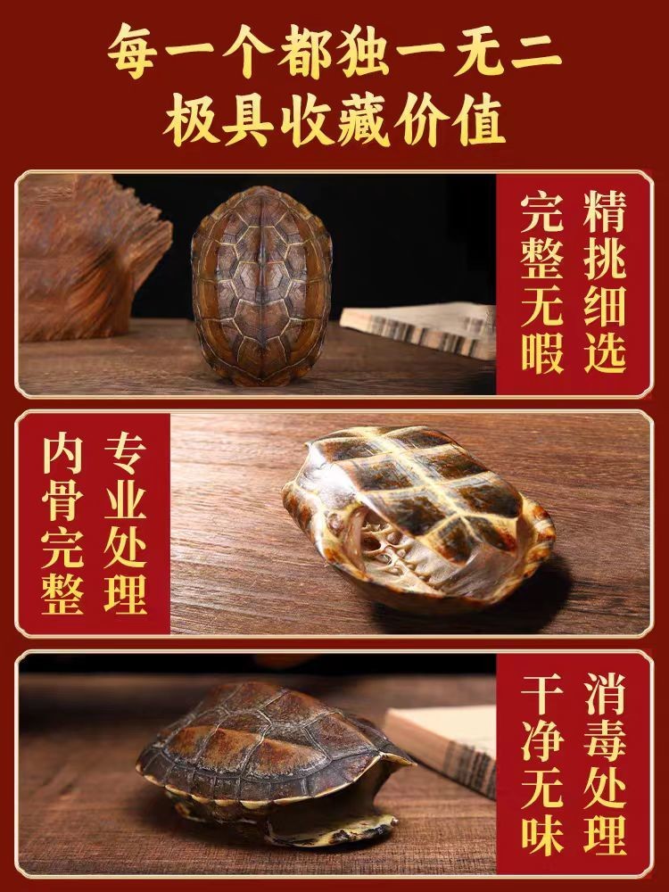 New Store Low Price Real Tortoise Shell Six-Yao Tool Shaking Gua Set ...
