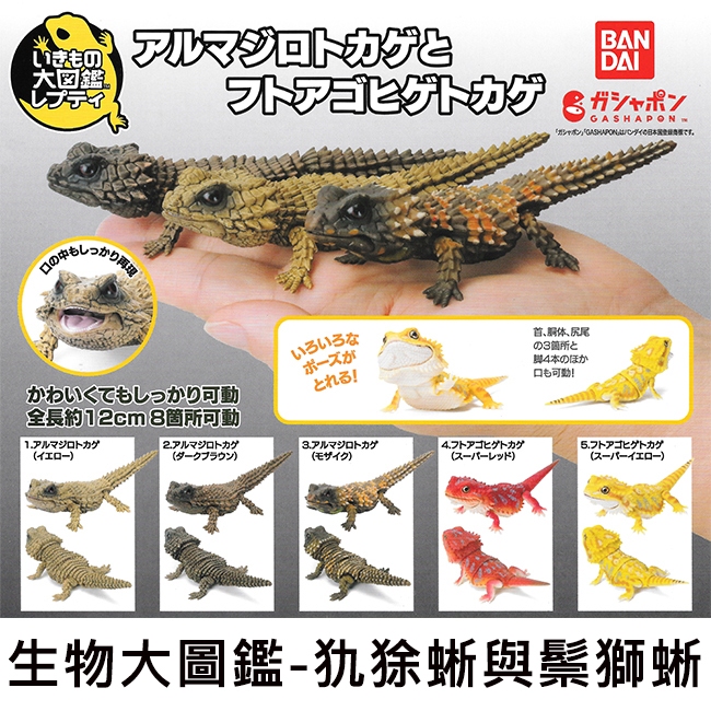 Biological Illustrated Book Armadillo Lizard And Maned Capsule Toy ...