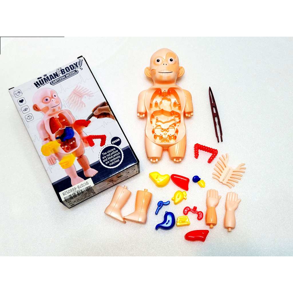 Doctor Toy Model Human Body Structure Organ Cognition Educational Hippo ...