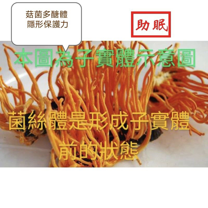 Youth Tree-North Cordyceps Mycelium+Seed Body Mixing Powder [[Epidemic ...