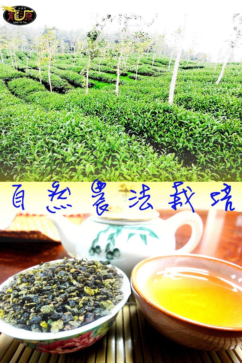 [Longyuan Tea Products] Four Seasons Spring Tender Sprout Fragrant Tip ...