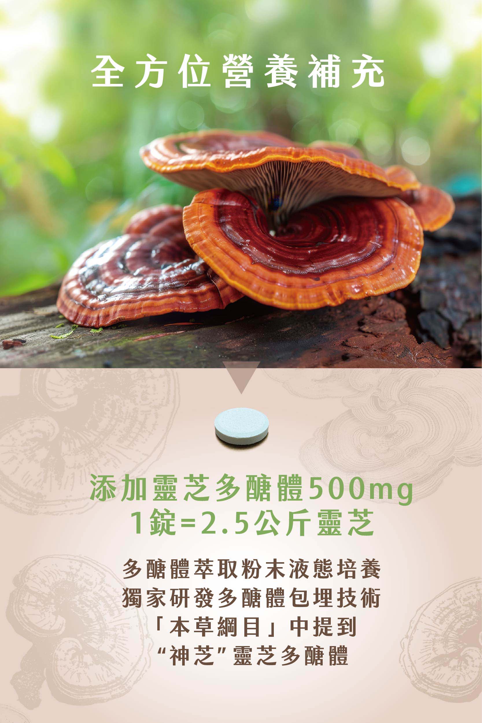 [Shufeixue] Ganoderma Lucidum Polysaccharide Foaming Tablets (10 ...