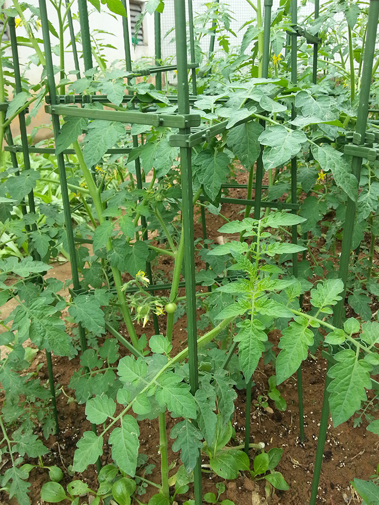 Tomato Rack Rattan Climbing Vegetable Rod Growing Support Potted Plant ...