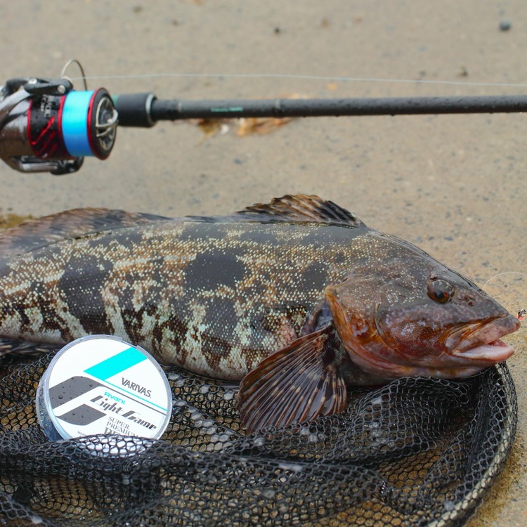 > Good Day Lure