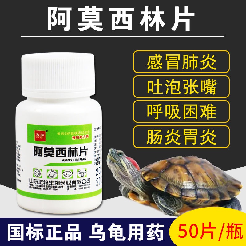 Turtle turtle egg cold medicine treatment medicine amoxicillin ...