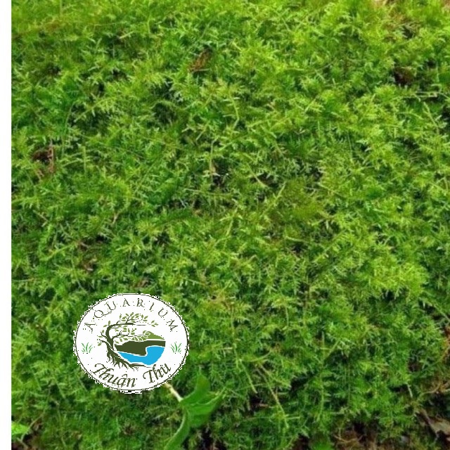 Trac Ba Moss/ Trac Ba set of terrarium vases, driftwood attached, semi ...