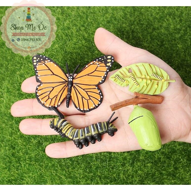 Butterfly life cycle model - Butterfly life cycle | Shopee Malaysia