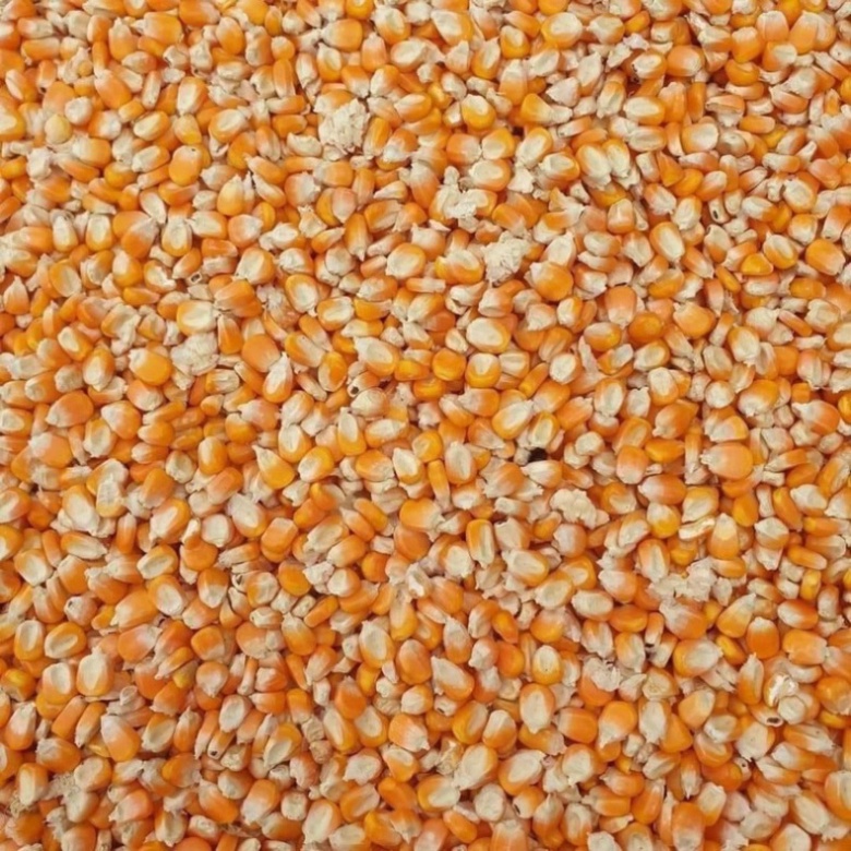 Wholesale and retail of Corn Seeds for Chickens and Pigeons 1kg of ...