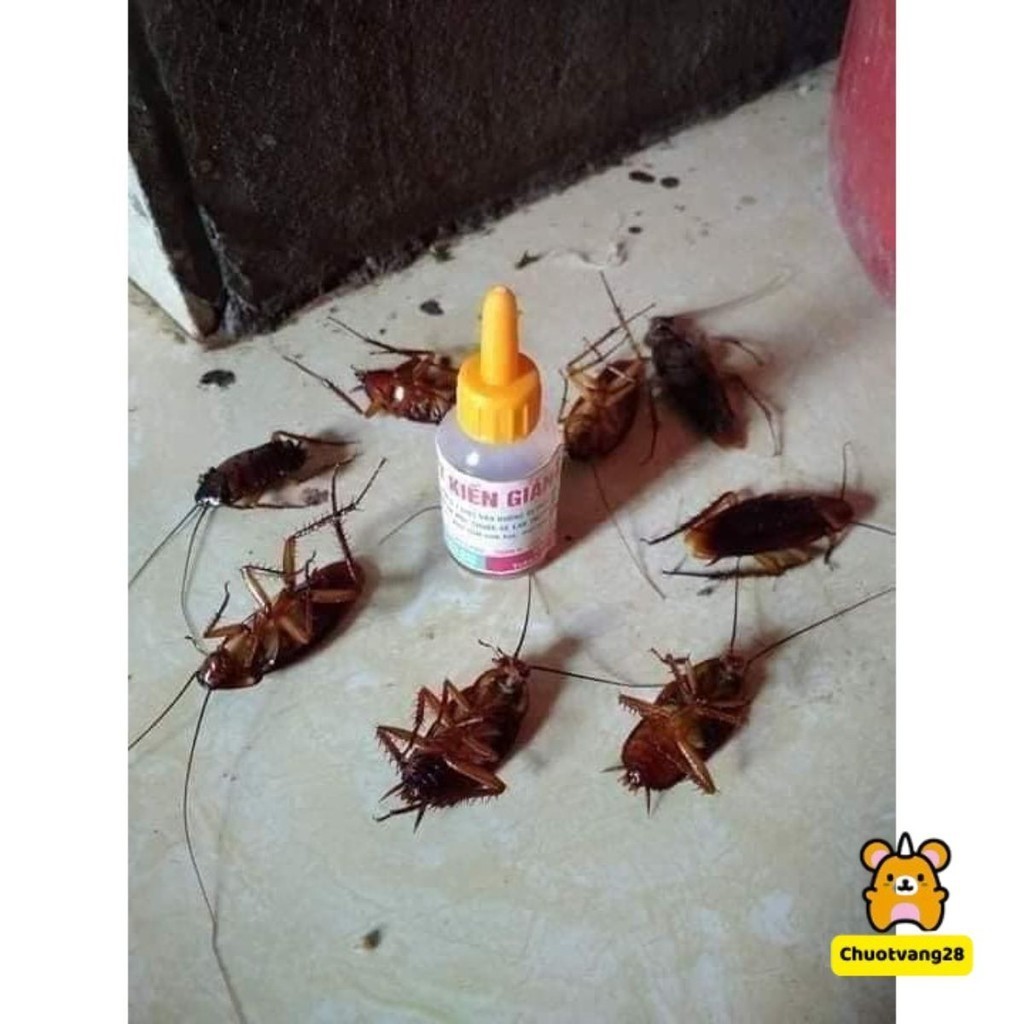 Ant and cockroach killer | Shopee Malaysia
