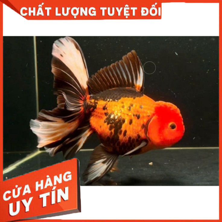 Ranchu Aqua Koi Food three-tailed goldfish Food | Shopee Malaysia