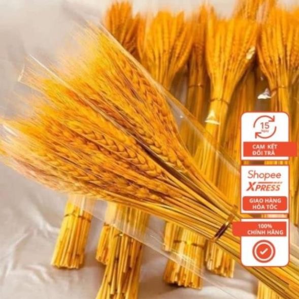 Decorative Barley Flowers (Bundle of 100) | Shopee Malaysia