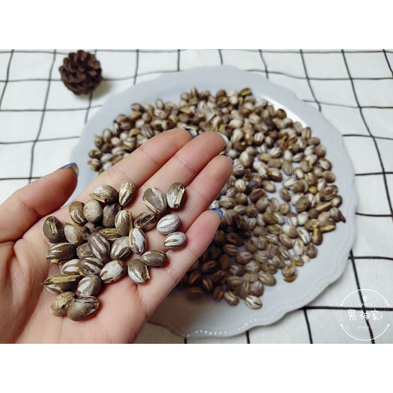 Pupa for large sized hamsters | Shopee Malaysia