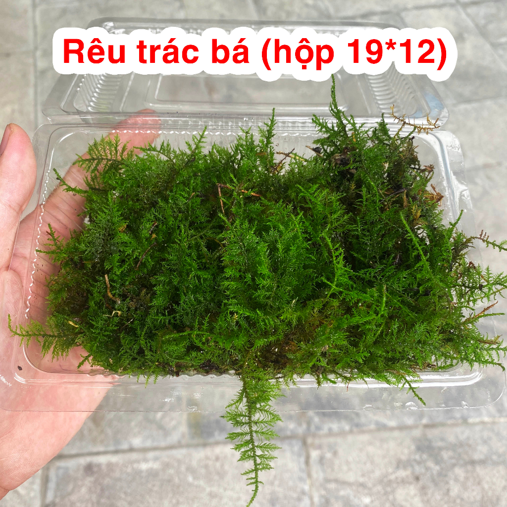 Moss Ba Moss Forest Specializes In Semi-Shallow Tank setup - Terrarium ...