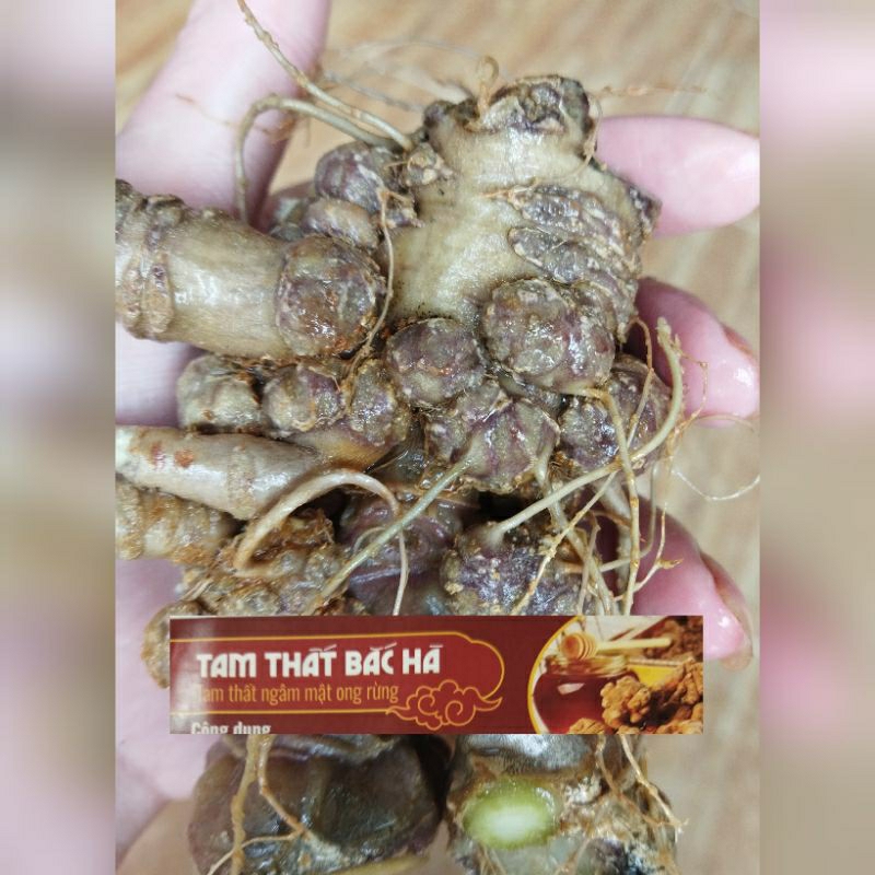 Fresh Panax notoginseng root, 8 roots perkg | Shopee Malaysia