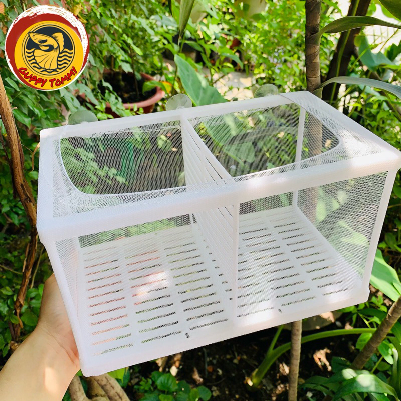 Fish-separated fabric spawning cages - Baby fish produce enough ...