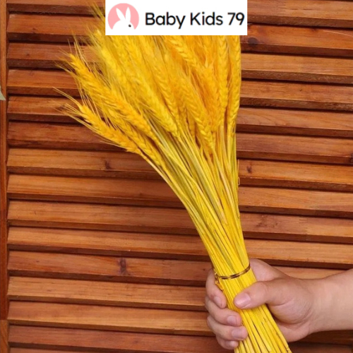 Bundle of 100 bright yellow barley flowers for home and living room ...
