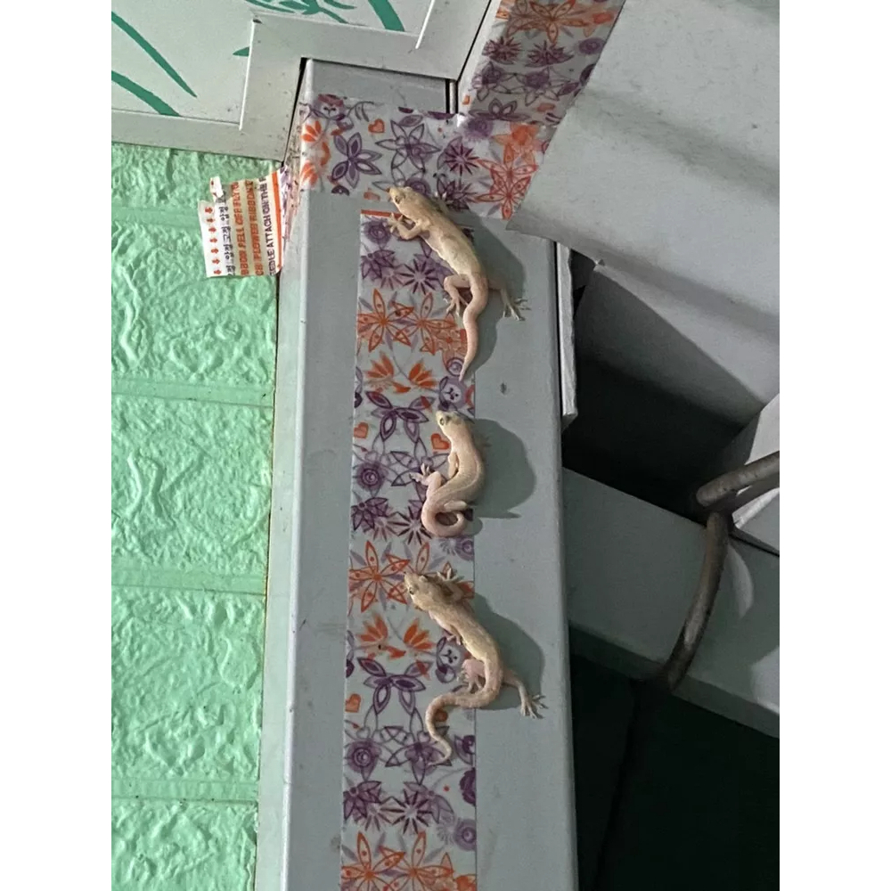 10 Pcs Lizard Trap Adhesive Strips Glue Lizard Glue Traps | Shopee Malaysia