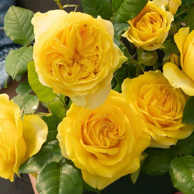 Bright yellow SHINING SMILE bush roses bring luck. | Shopee Malaysia