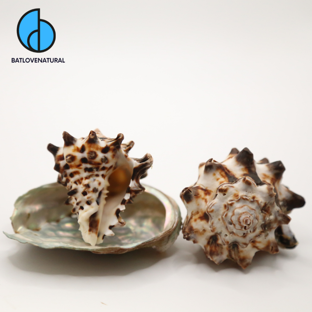 Vasum Snail Shell - Decorative Screw Shell Many Small And Large Sizes ...