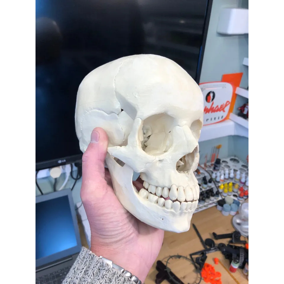 3d PRINTED MODEL Plastic - Human skull, anatomically correct - MS12 ...