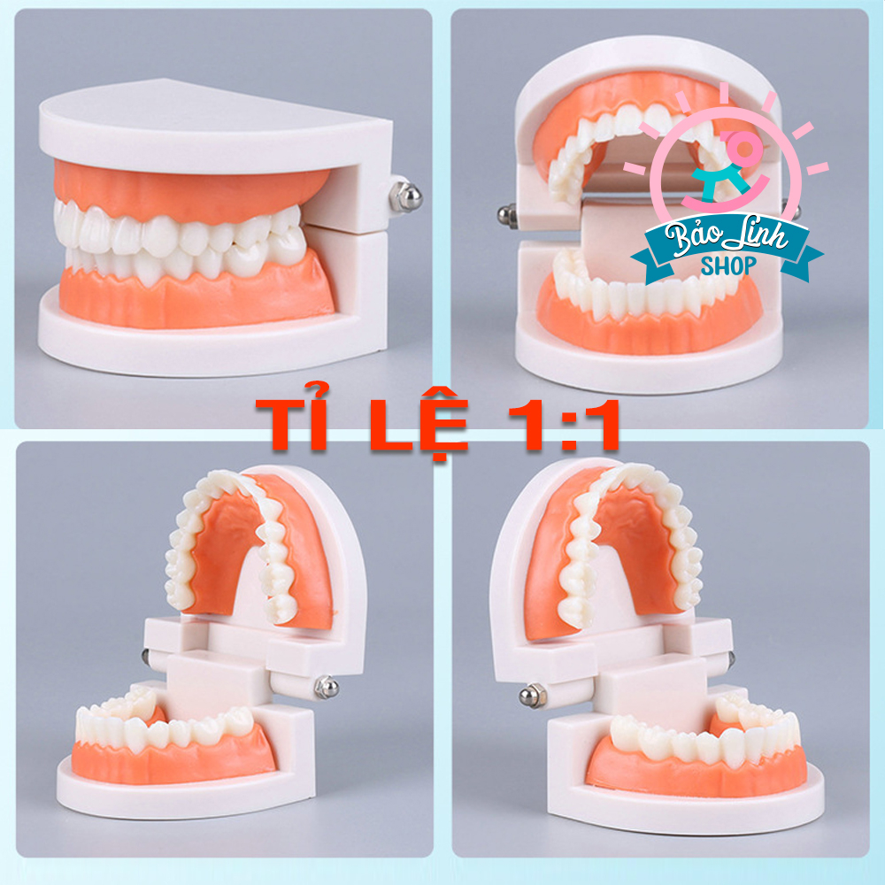 Toys for boys and girls - Teeth model to practice brushing teeth for ...