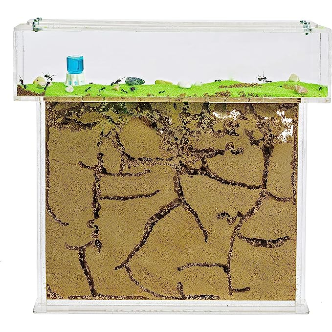 Ant tank Single-sided sand tank for ant farming, Ant tank, sand tank ...