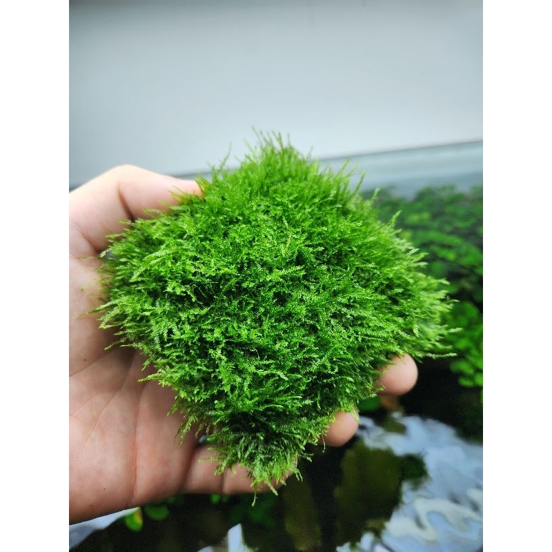Mini Spinky Moss | Beautiful moss line that is easy to care for ...