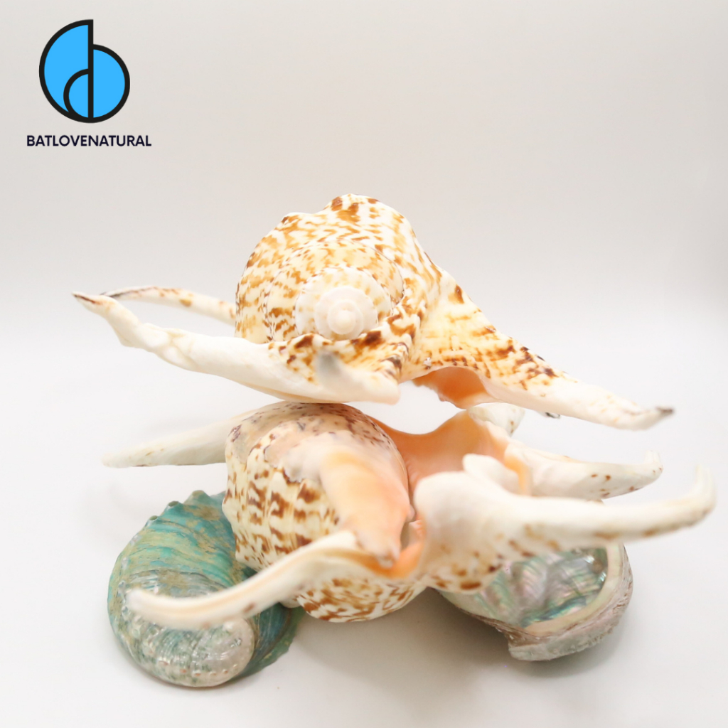 Giant Hand snail shells - Decorative snail shells of many sizes ...